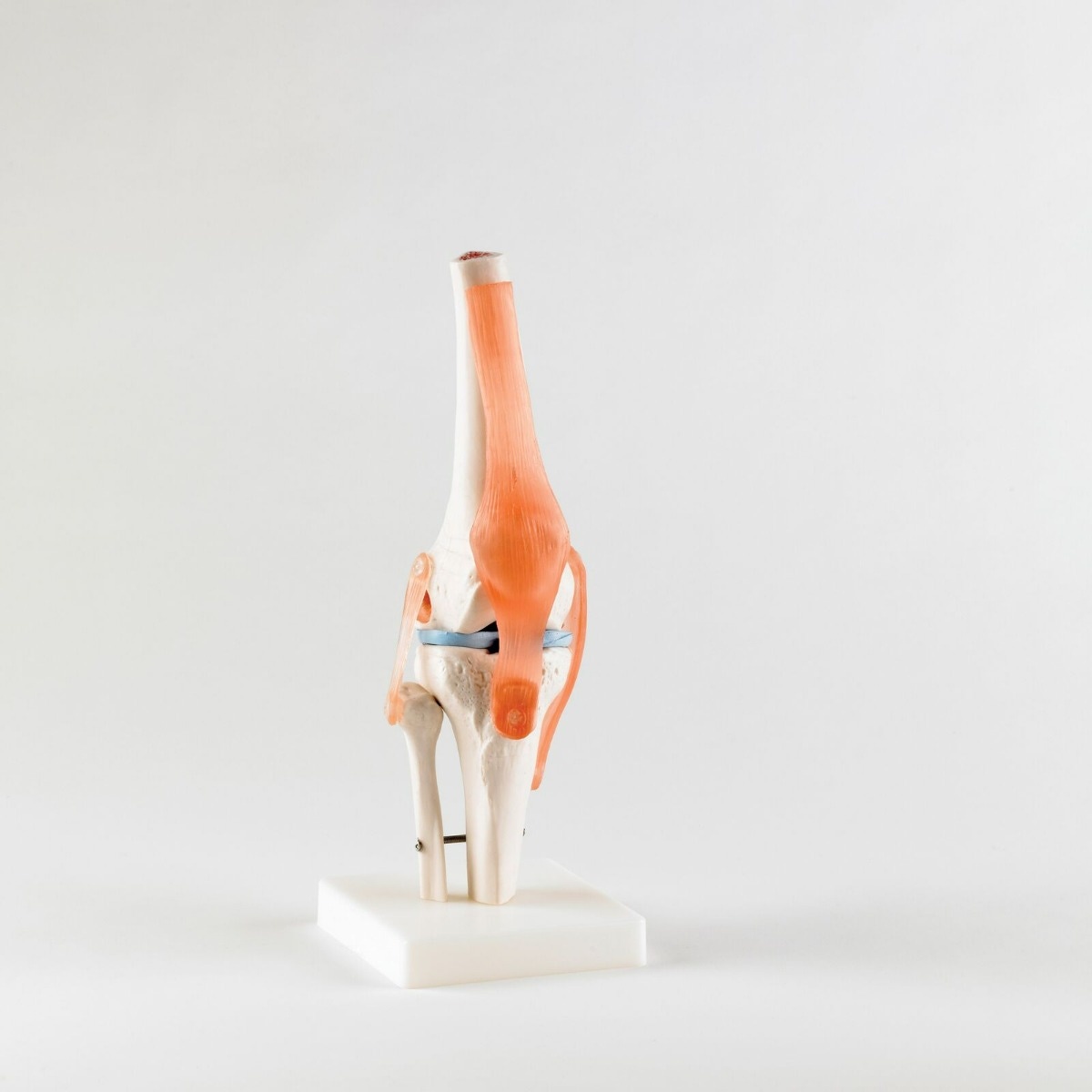 Life-Size Anatomical Joint Models | Performance Health®